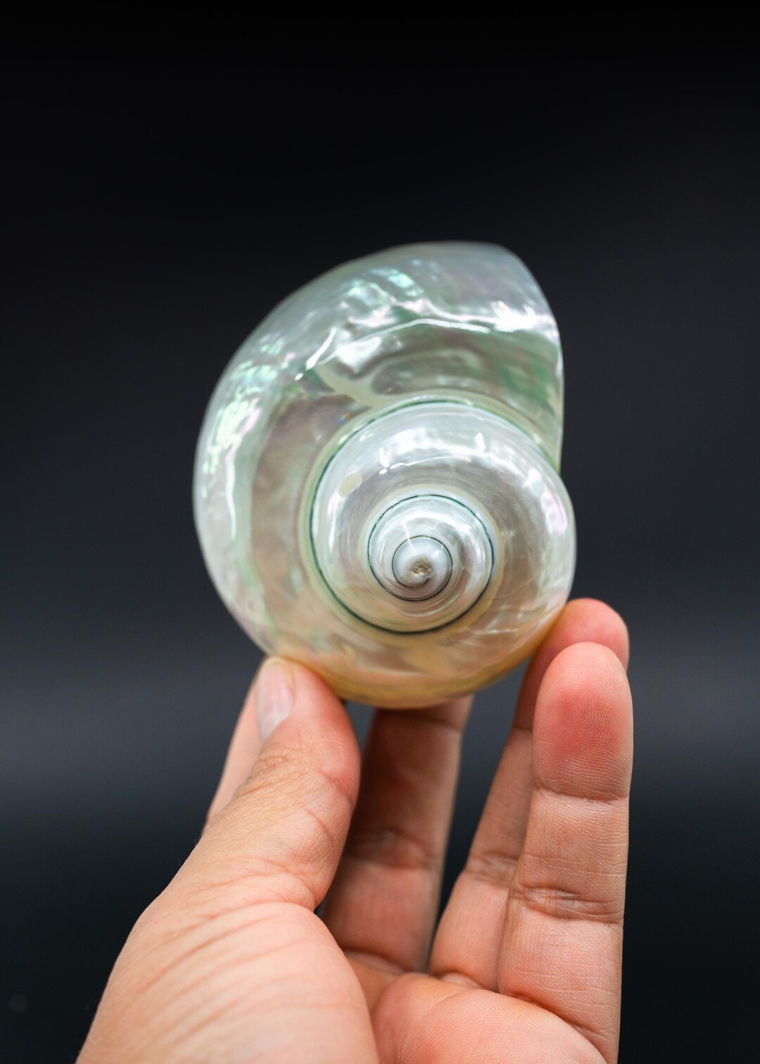 Turbo Shells: Extra Large Whole Pearl Turbo Seashells, Sold by Each ...