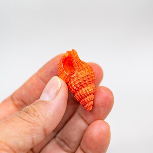 Mini Dyed Nassarius Reticulata Seashells – Set of 10 Shells | Vibrant ...