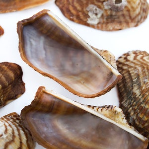 Turkey Wing Shells, Zebra Ark Seashells, 10 Pcs (half Shell ...
