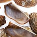 Turkey Wing Shells, Zebra Ark Seashells, 10 Pcs half Shell / Seashells ...