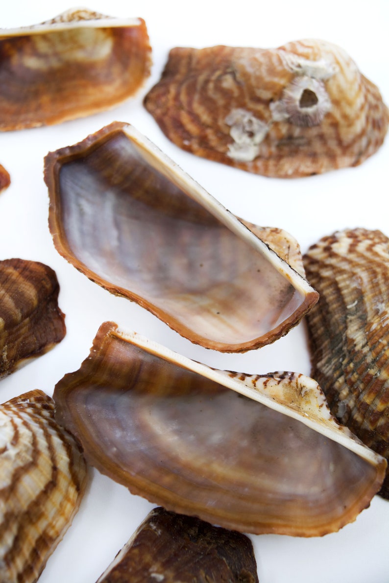 Turkey Wing Shells Zebra Ark Seashells 10 Pcs half Shell / | Etsy