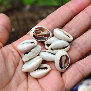 Cut Cowrie Shells: 10 Pcs Assorted Cut Money Cowrie Shells, African ...