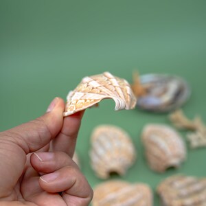 Harpa Articularis Shell: Major Harp Seashells, Harpa Davidus, 3 Inches ...