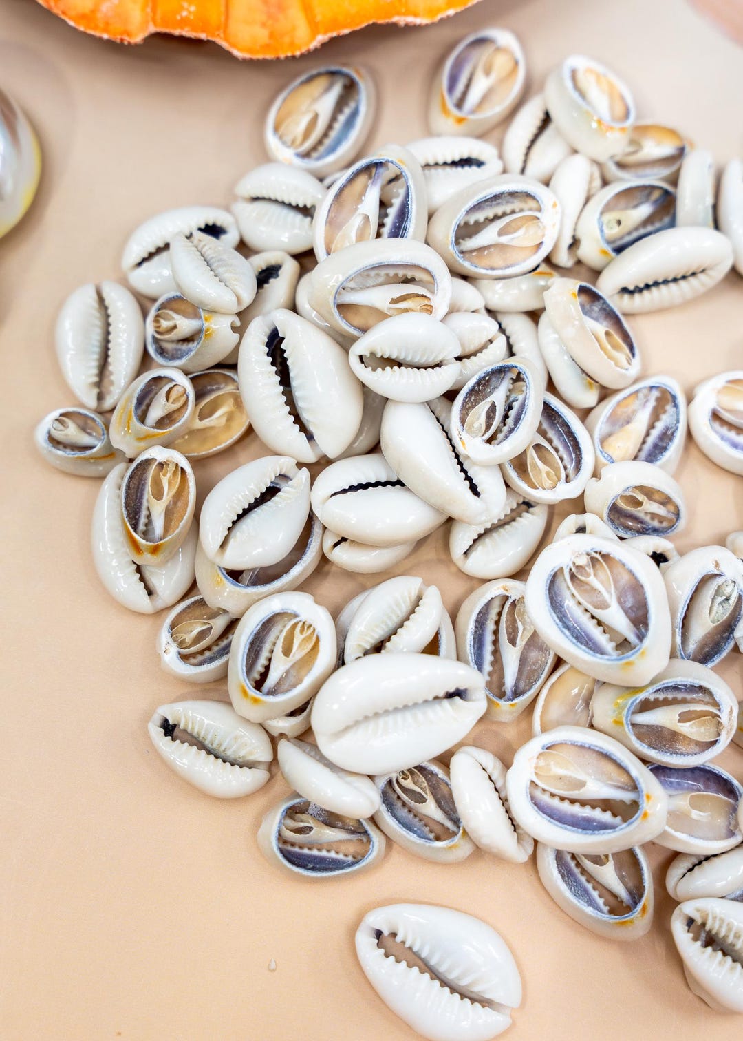 Genuine Center Cut African Cowrie Shells – Cypraea Annulus, 10 Pcs ...
