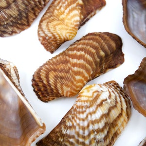 Turkey Wing Shells, Zebra Ark Seashells, 10 Pcs (half Shell ...