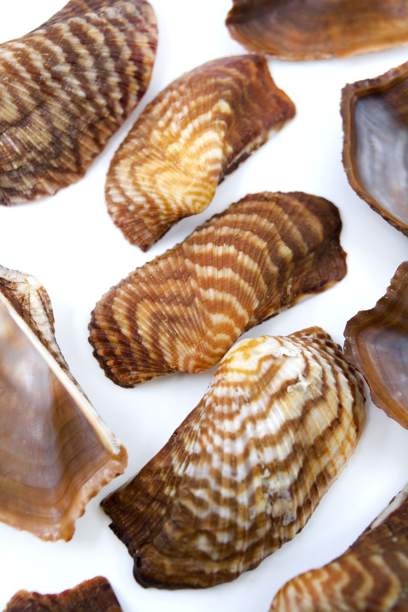 Turkey Wing Shells Zebra Ark Seashells 10 Pcs half Shell / - Etsy