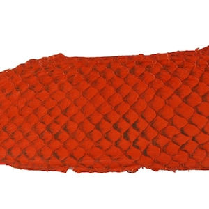 Fire ORANGE Exotic Glossy Eco Friendly, CHROME Free, Real Tilapia Fish ...