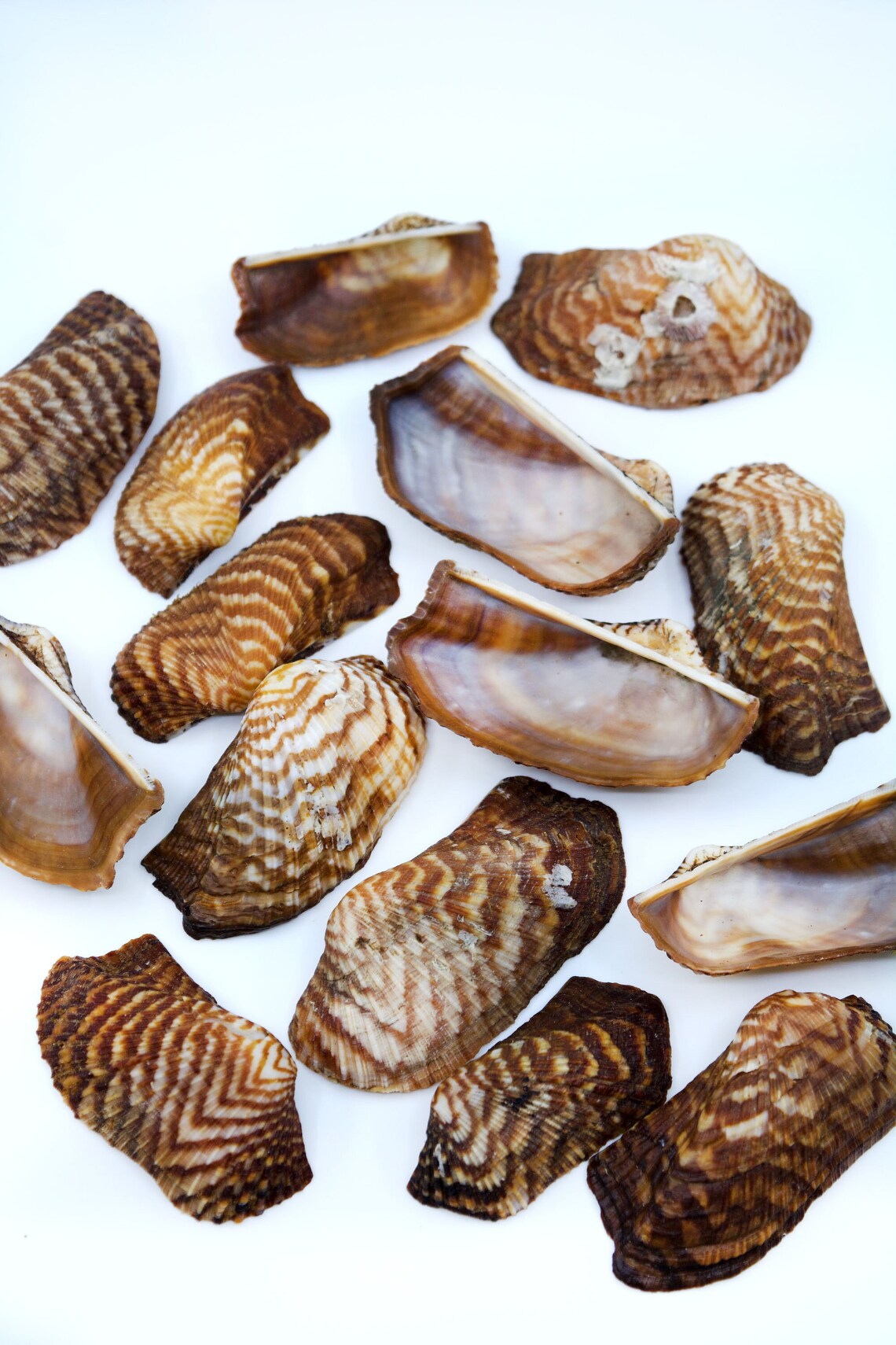 Turkey Wing Shells Zebra Ark Seashells 10 Pcs half Shell / | Etsy