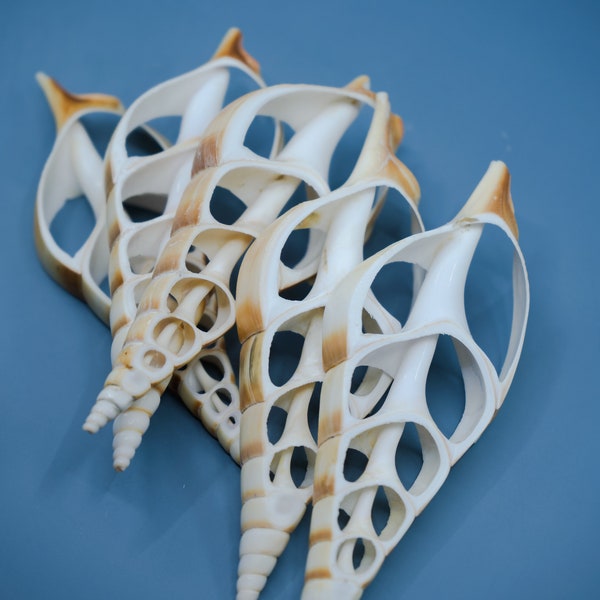 Tibia Shells - Etsy