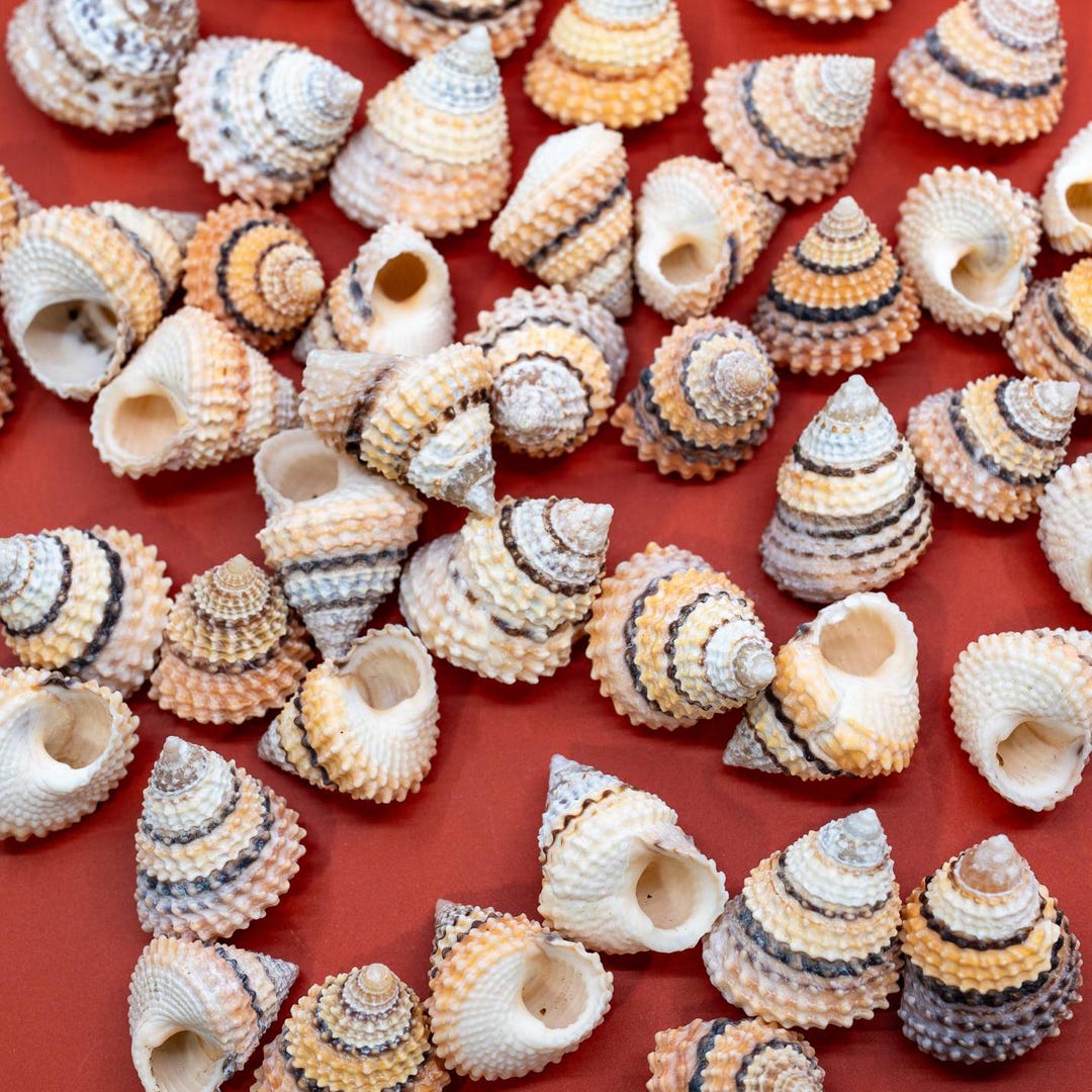 Coronate Prickly Winkle Seashell – Tectarius Coronatus – 0.75 to 1.25 ...