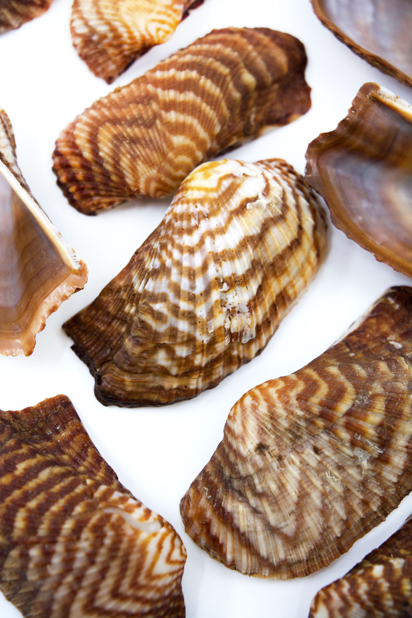 Turkey Wing Shells Zebra Ark Seashells 10 Pcs half Shell / | Etsy