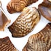 Turkey Wing Shells, Zebra Ark Seashells, 10 Pcs half Shell / Seashells ...