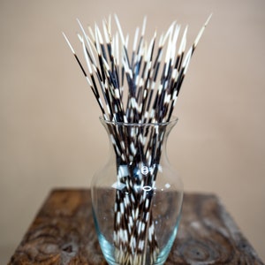 Authentic African Porcupine Quills, 5 Pcs, 11-14" Long Thin Quills ...