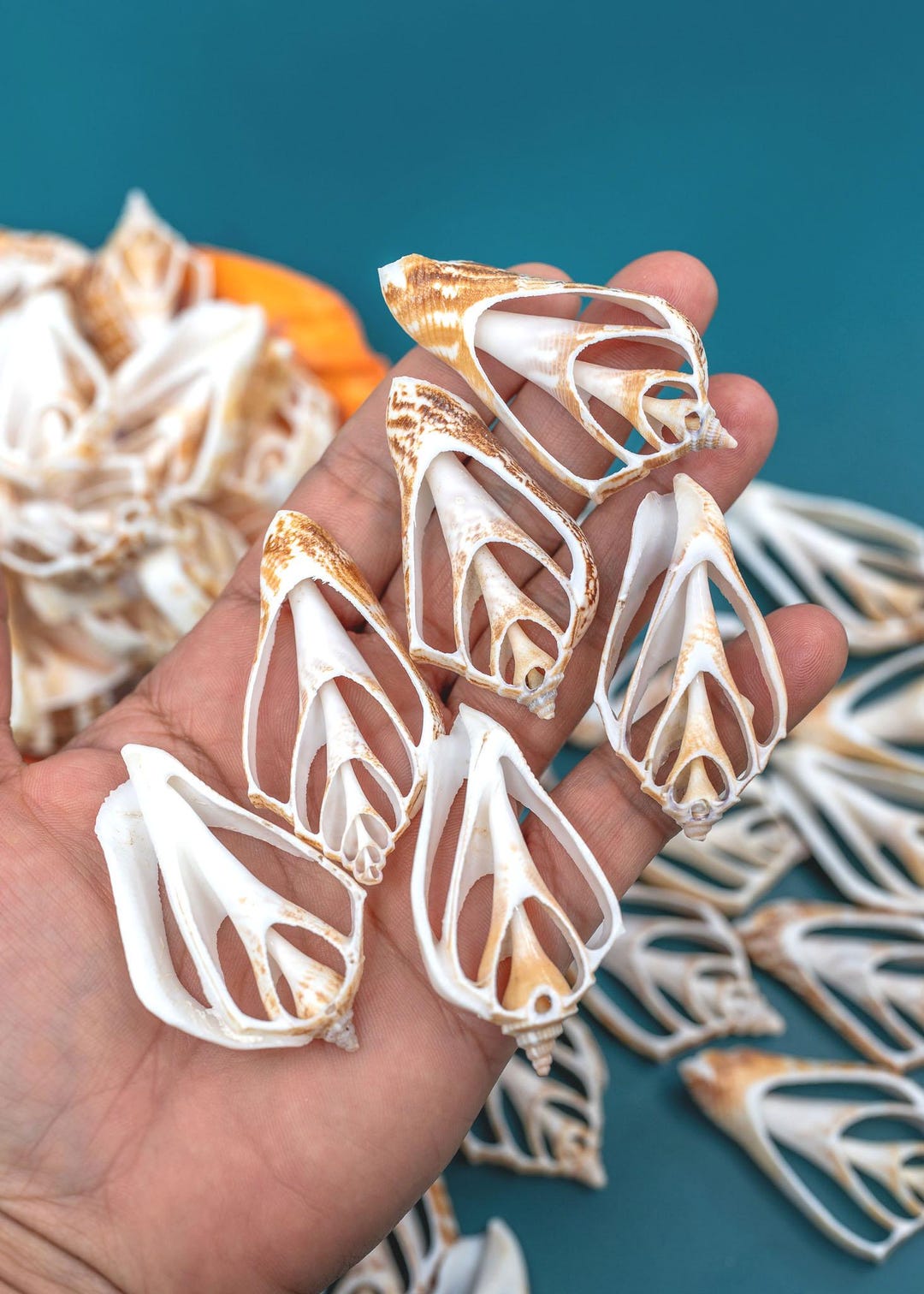 Strombus Marginatus Shell Slices – Natural Cut Shell Slices for Jewelry ...