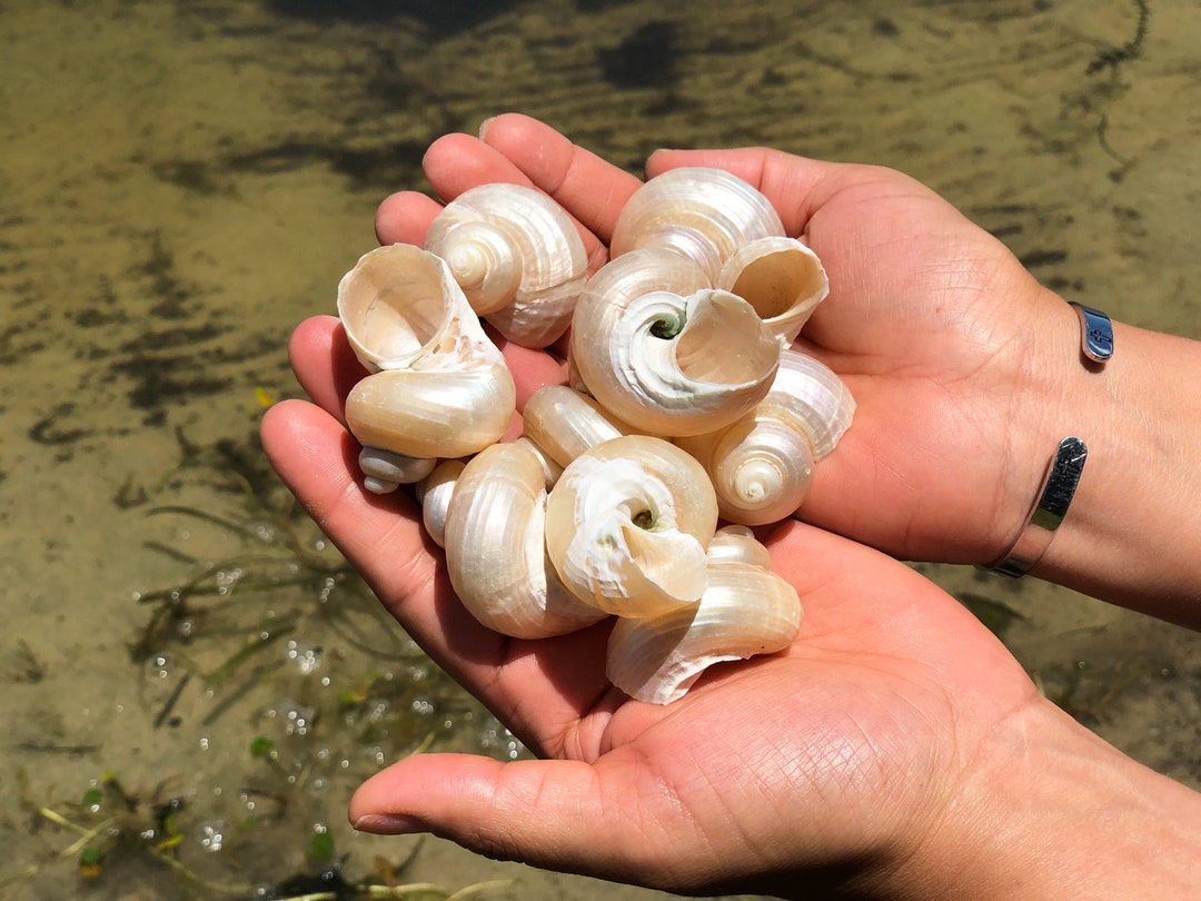 BULK Turbo Shells: Pearl Turbo Shell, Shell Necklace, Shell, Seashells ...