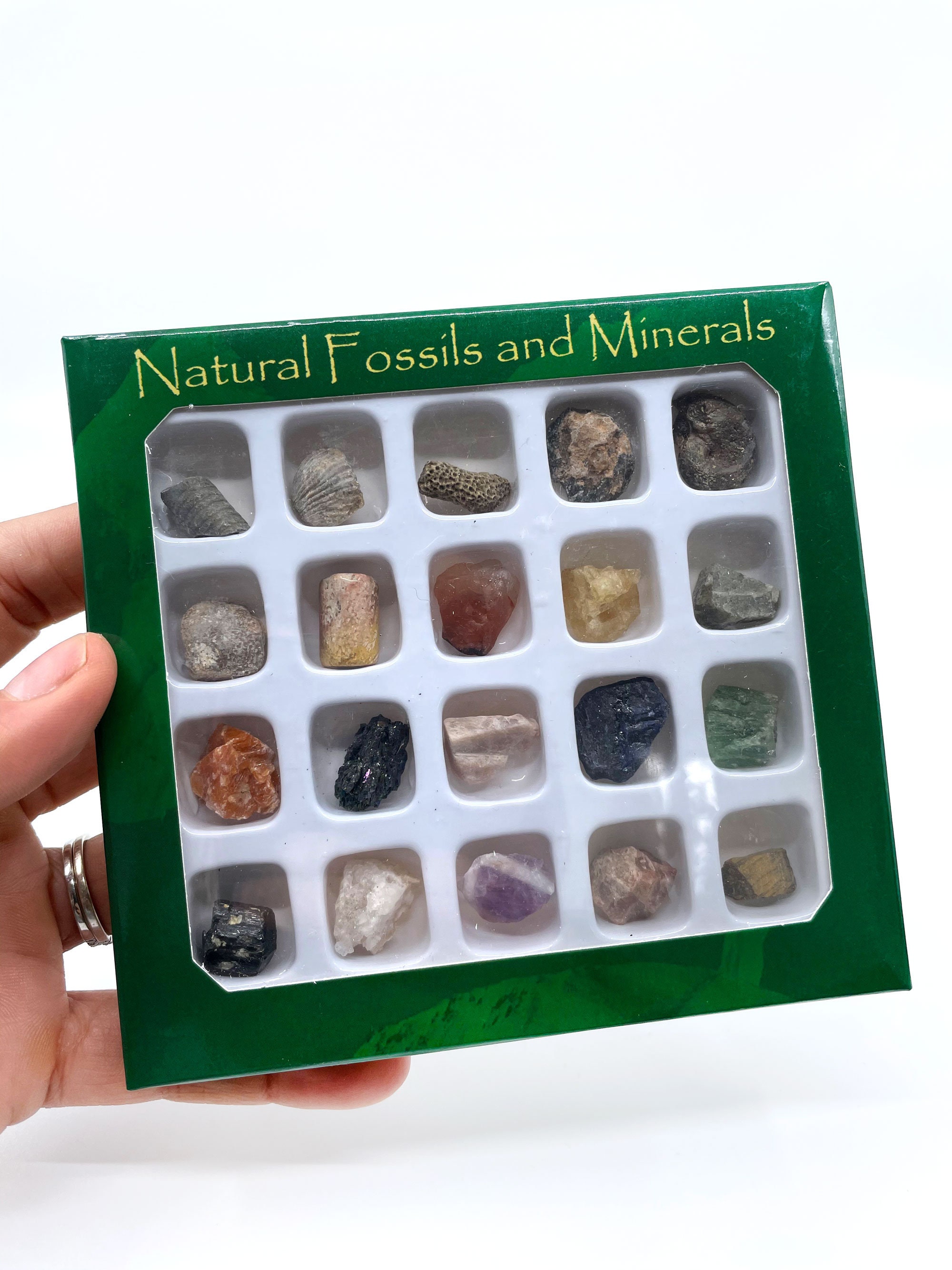 Natural Fossils and Minerals Kit: 20 Assorted Fossils Little | Etsy