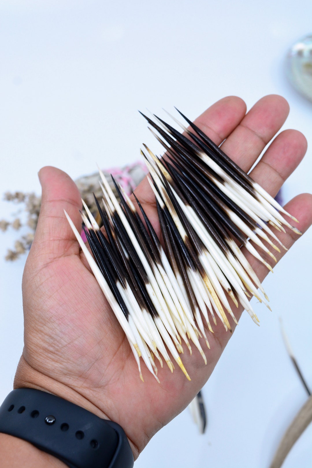 Authentic African Porcupine Quills, 5 Pcs, 2-3" Tiny Quills, Quill ...
