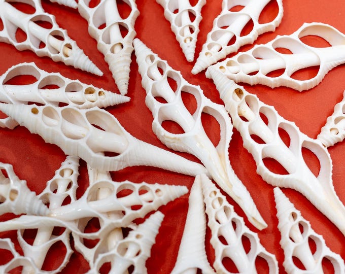 White Center Cut Tums Seashells, Set of 5 Shells | 2 to 3 Inches ...