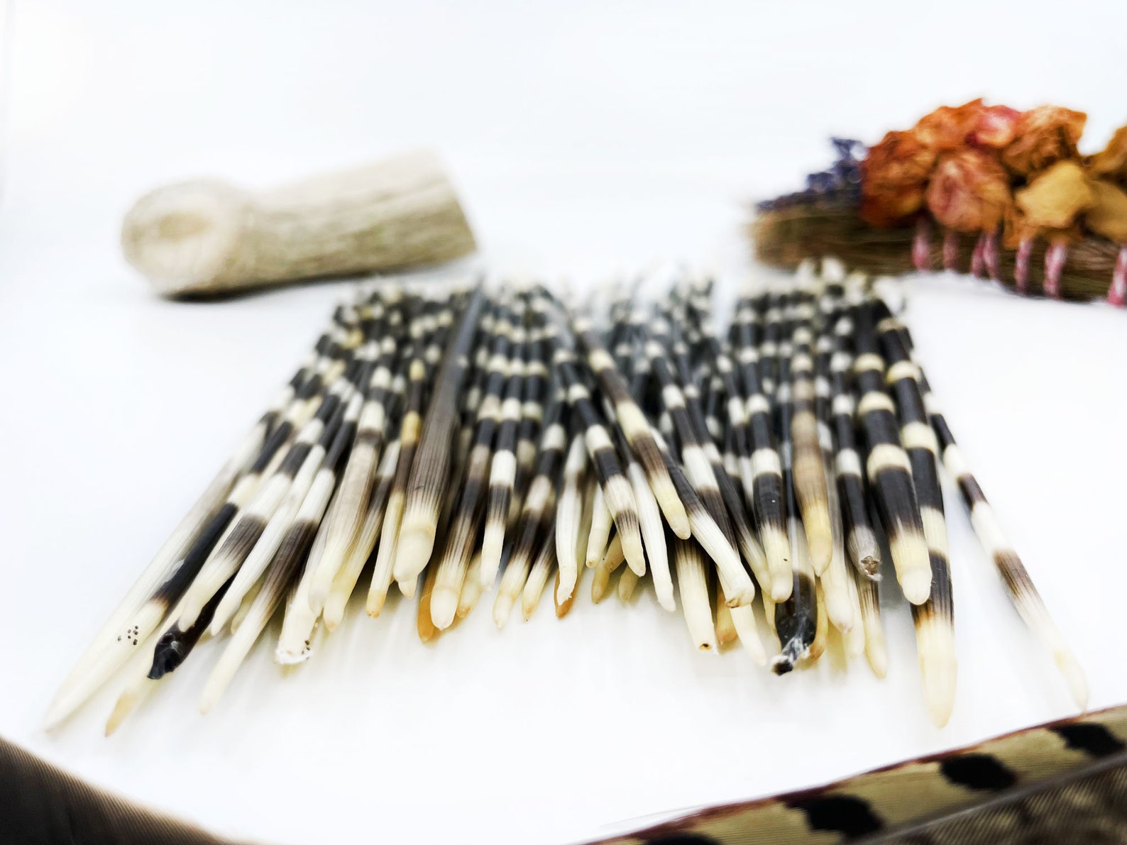 Authentic African Porcupine Quills Thin 9-12 Long 5 - Etsy Canada