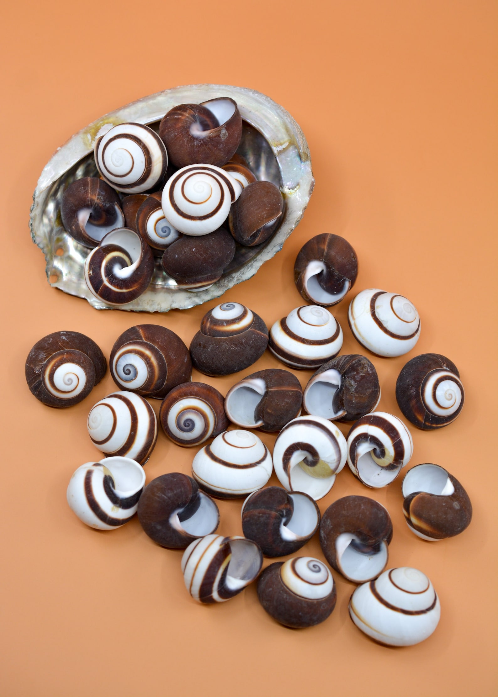 Chocolate Swirl Land Snail: Polished Land Snail, 2 Shells, Hermit Crab ...
