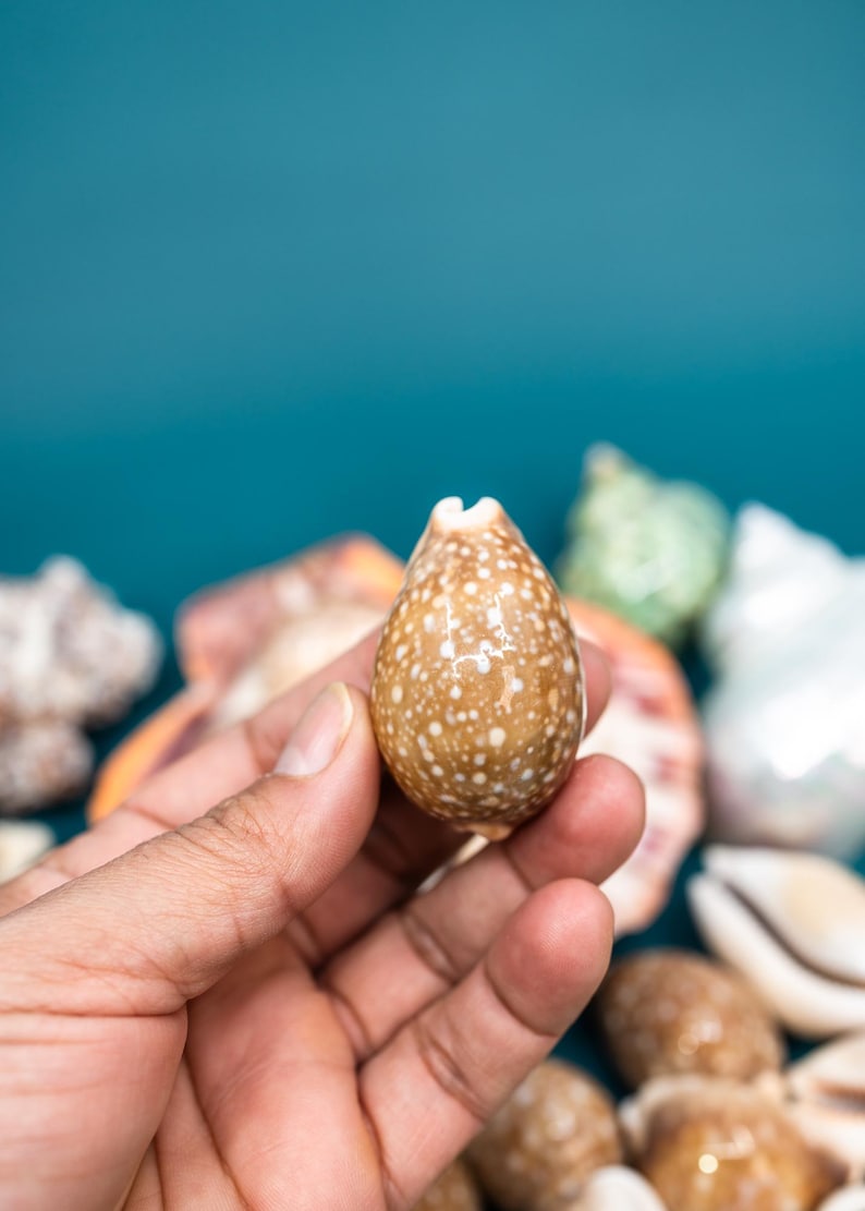 Cowrie Shells for Jewelry Making – Deer Eye Cowrie Macrocypraea Cervus ...