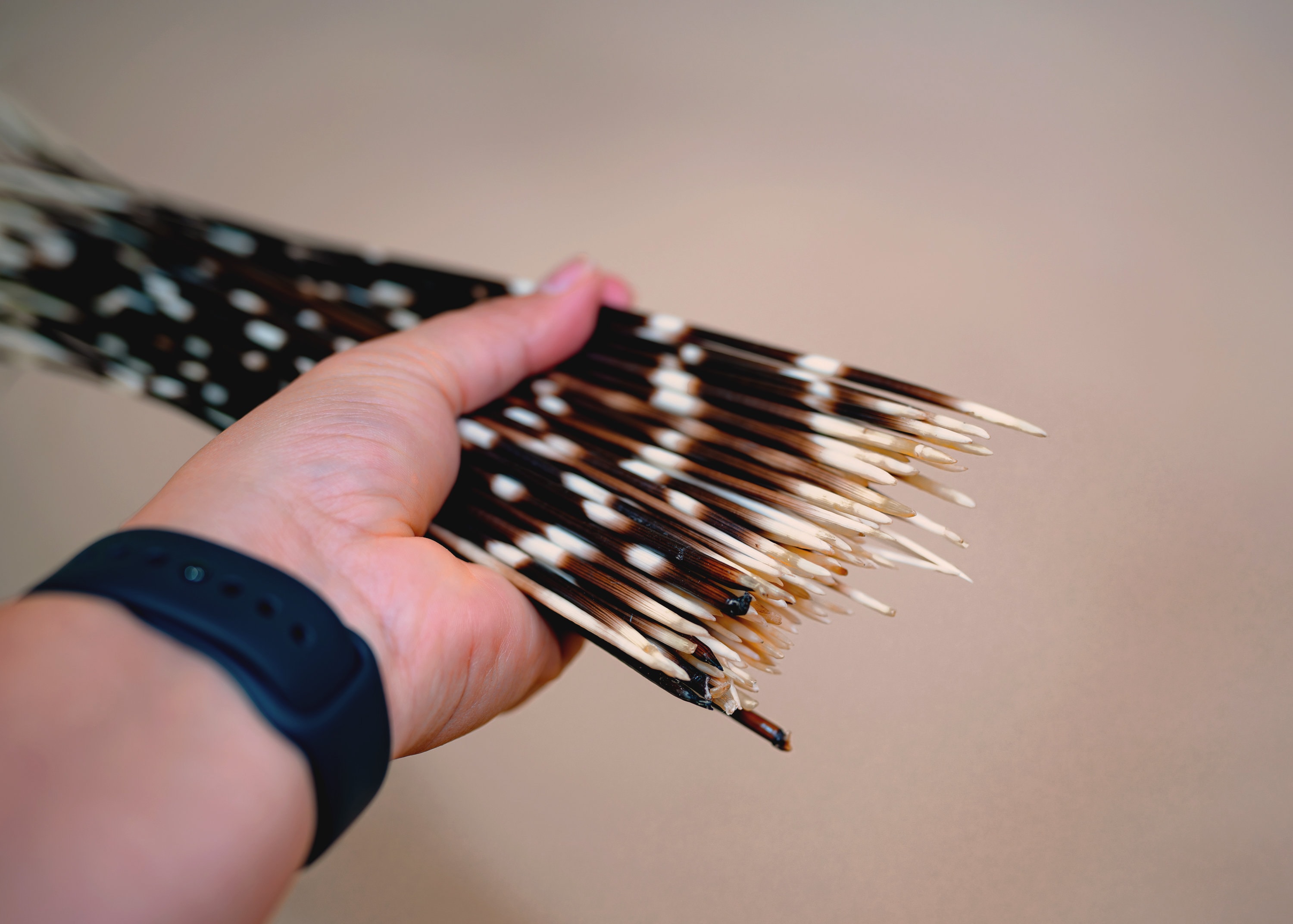 Authentic African Porcupine Quills, 5 Pcs, 16-18" Super Long Thin ...