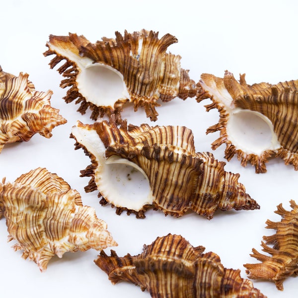 Murex Shell - Etsy