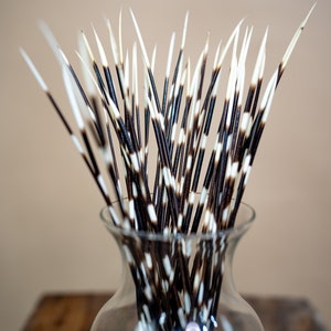 Authentic African Porcupine Quills, 5 Pcs, 11-14" Long Thin Quills ...