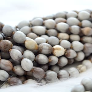 Job's Tears Seeds: Natural Gray Jobs Tears, 8-10mm, 100+ Beads (36 ...