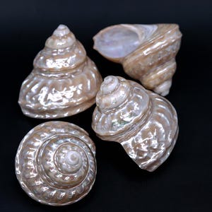 Astraea Turban Shells: Extra Large Whole Pearlized Wavy Top Aestrae ...