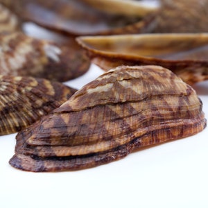 Turkey Wing Shells, Zebra Ark Seashells, 10 Pcs (half Shell ...