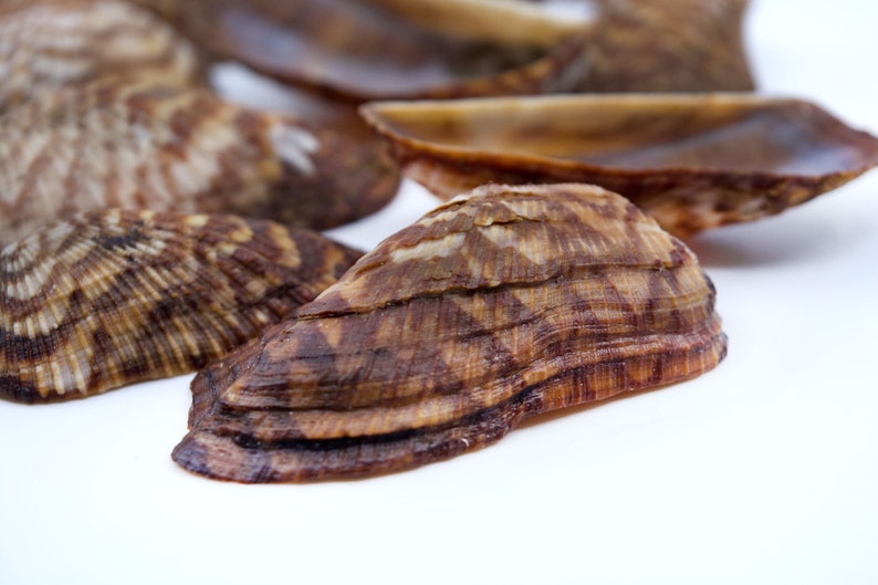 Turkey Wing Shells Zebra Ark Seashells 10 Pcs half Shell / - Etsy