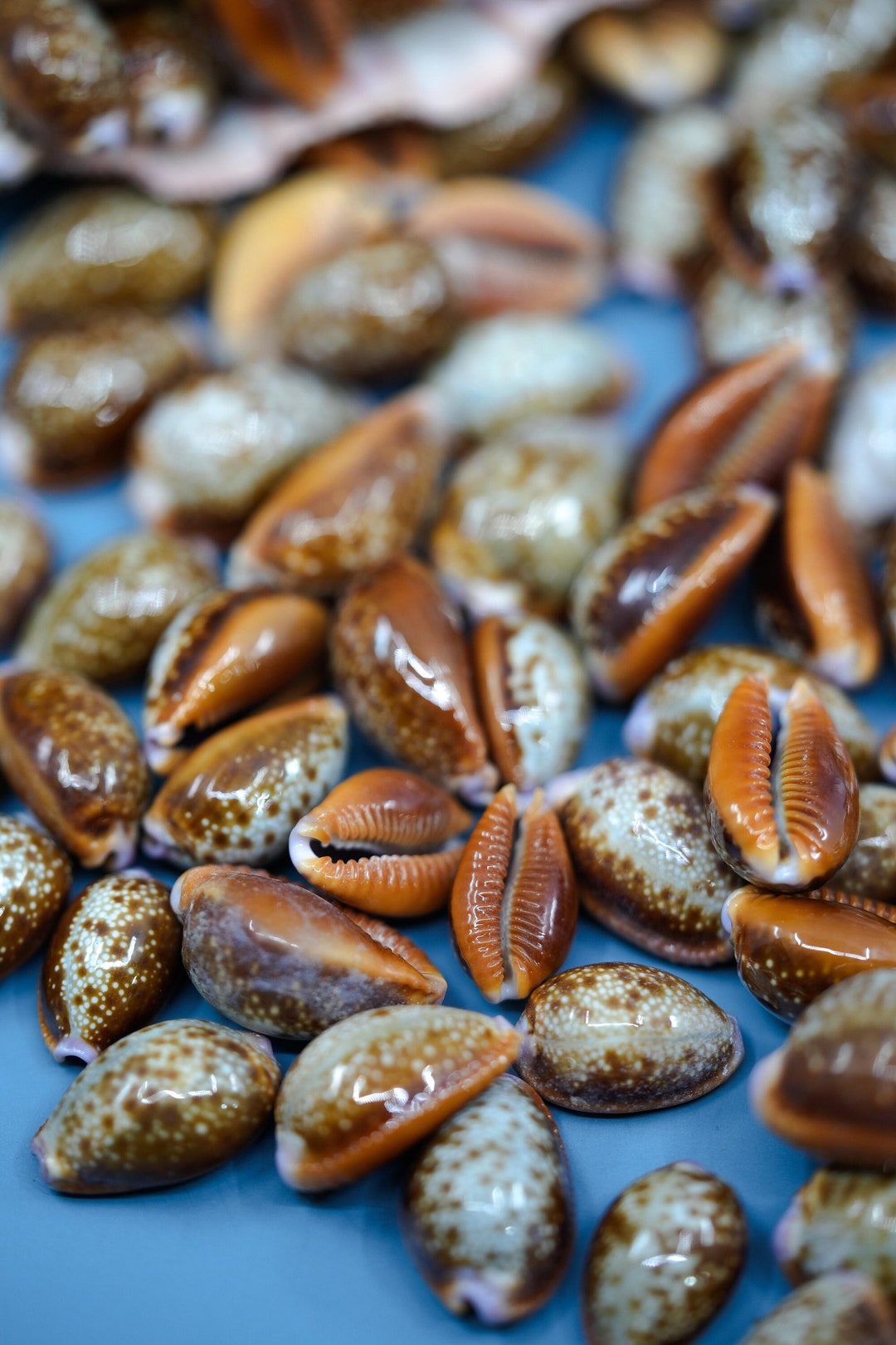 Honey Cowrie Shells | 10 Pcs, 3/4 to 1 Inch | Natural Cypraea Helvola ...