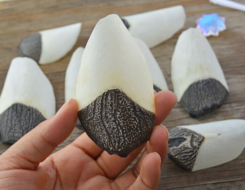 Pirarucu Arapaima Fish Scales 100% Natural Fish Scales 10 | Etsy