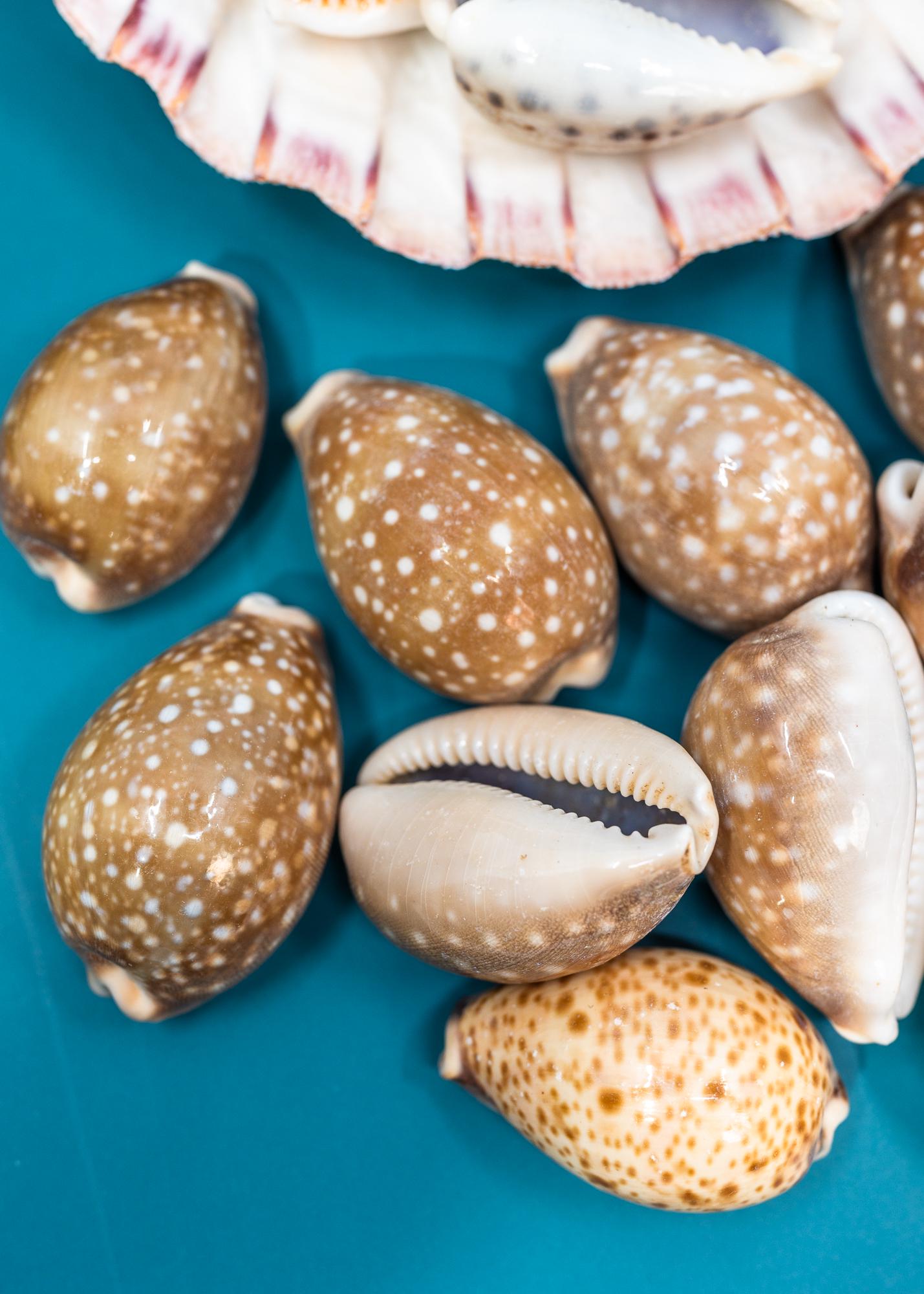 Cowrie Shells for Jewelry Making – Deer Eye Cowrie Macrocypraea Cervus ...
