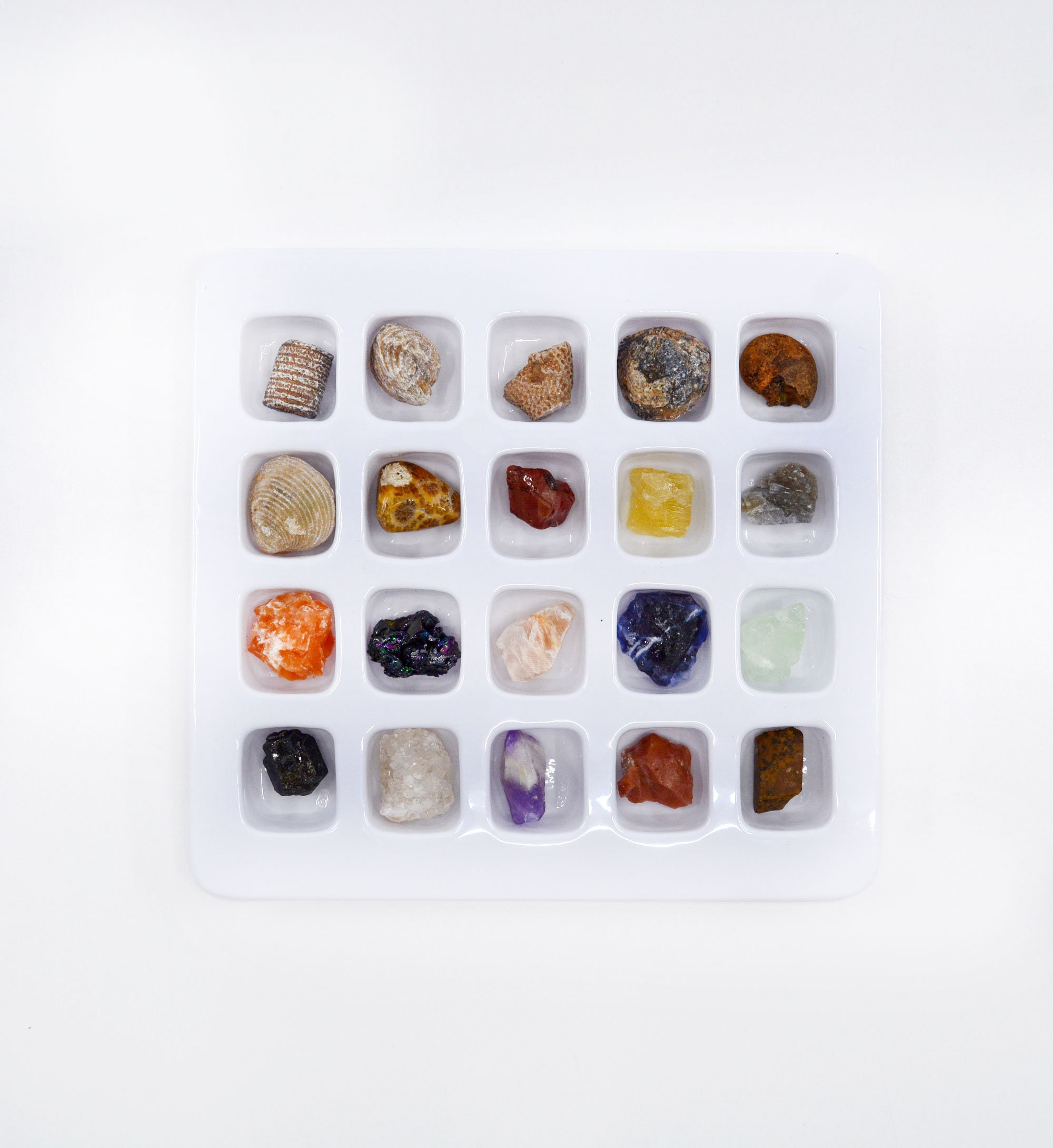 Natural Fossils and Minerals Kit: 20 Assorted Fossils Little | Etsy