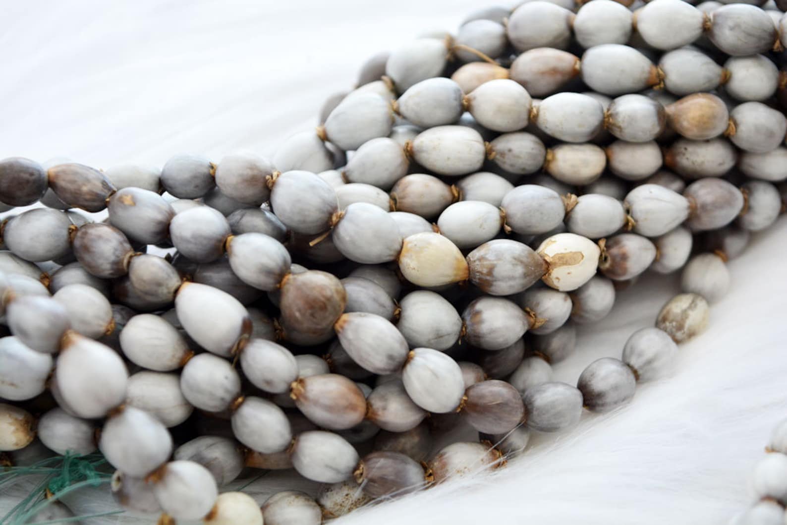 Job's Tears Seeds: Natural Gray Jobs Tears, 8-10mm, 100 Beads 36 Strand ...