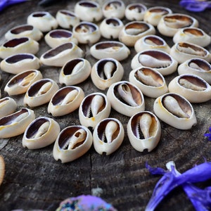 Cut Cowrie Shells: 10 Pcs Assorted Cut Money Cowrie Shells, African ...