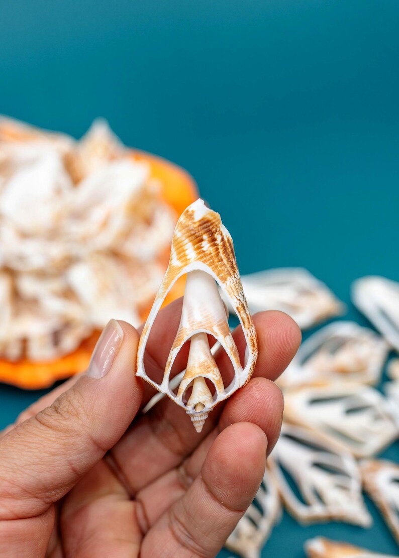 Strombus Marginatus Shell Slices – Natural Cut Shell Slices for Jewelry ...