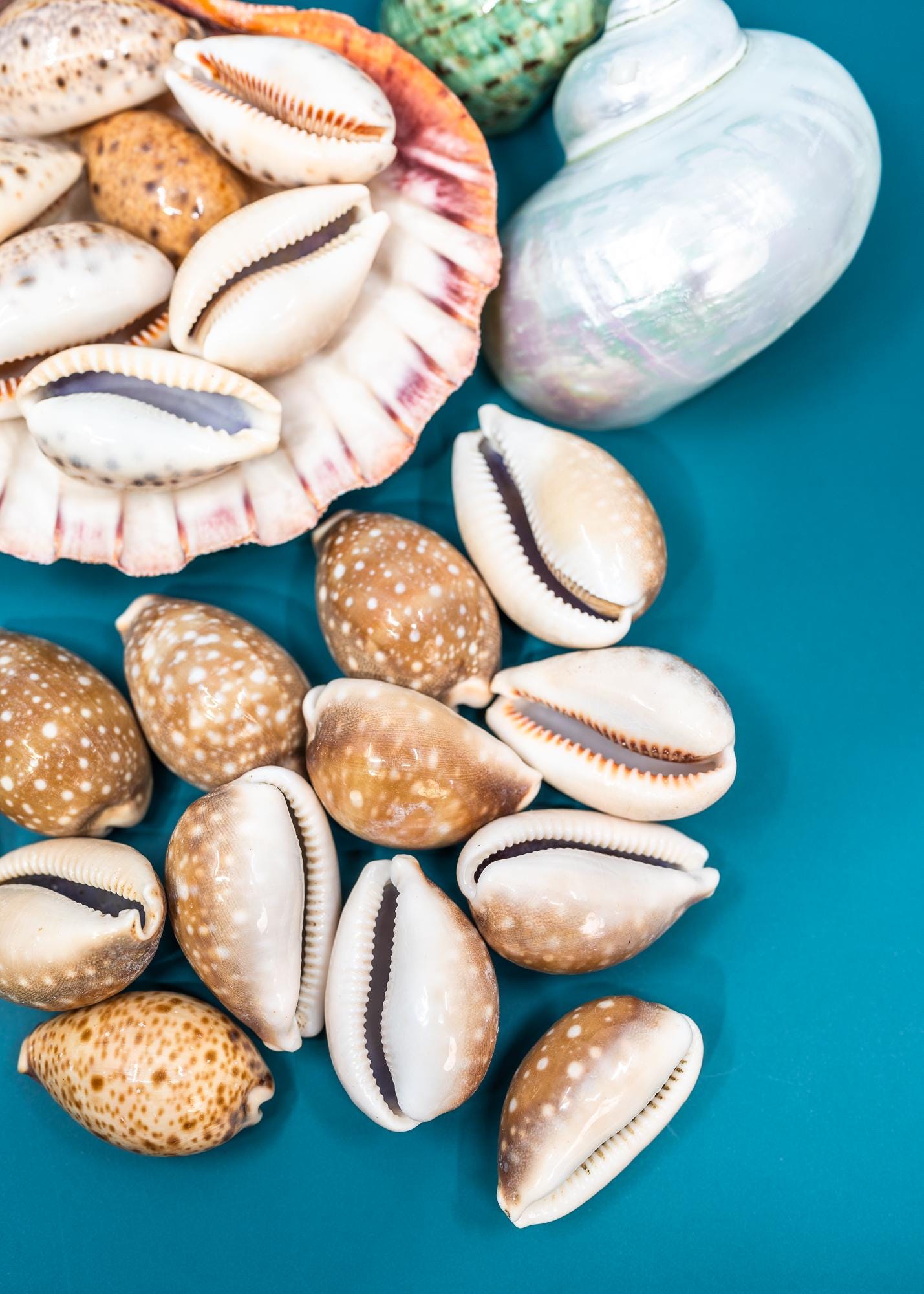 Deer Eye Cowrie Shell: Natural Macrocypraea Cervus, One Shell for ...