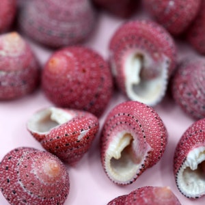Strawberry Top Sea Shells, 5 Pieces / RARE Natural Seashells for Crafts ...