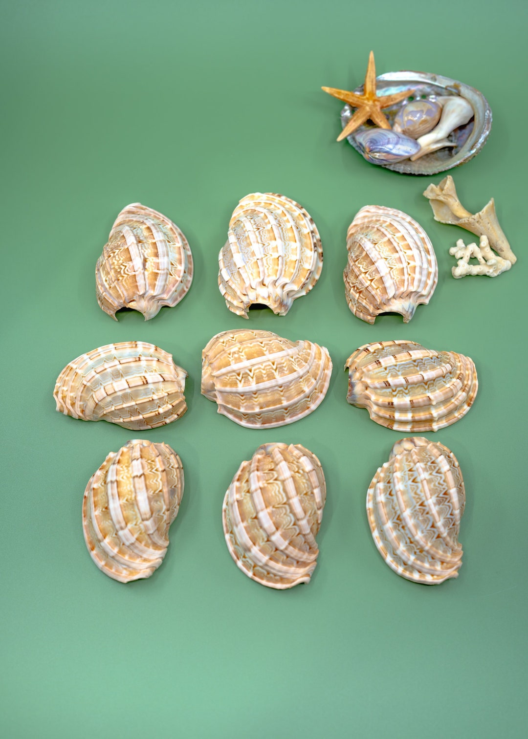 Harpa Articularis Shell: Major Harp Seashells, Harpa Davidus, 3 Inches ...