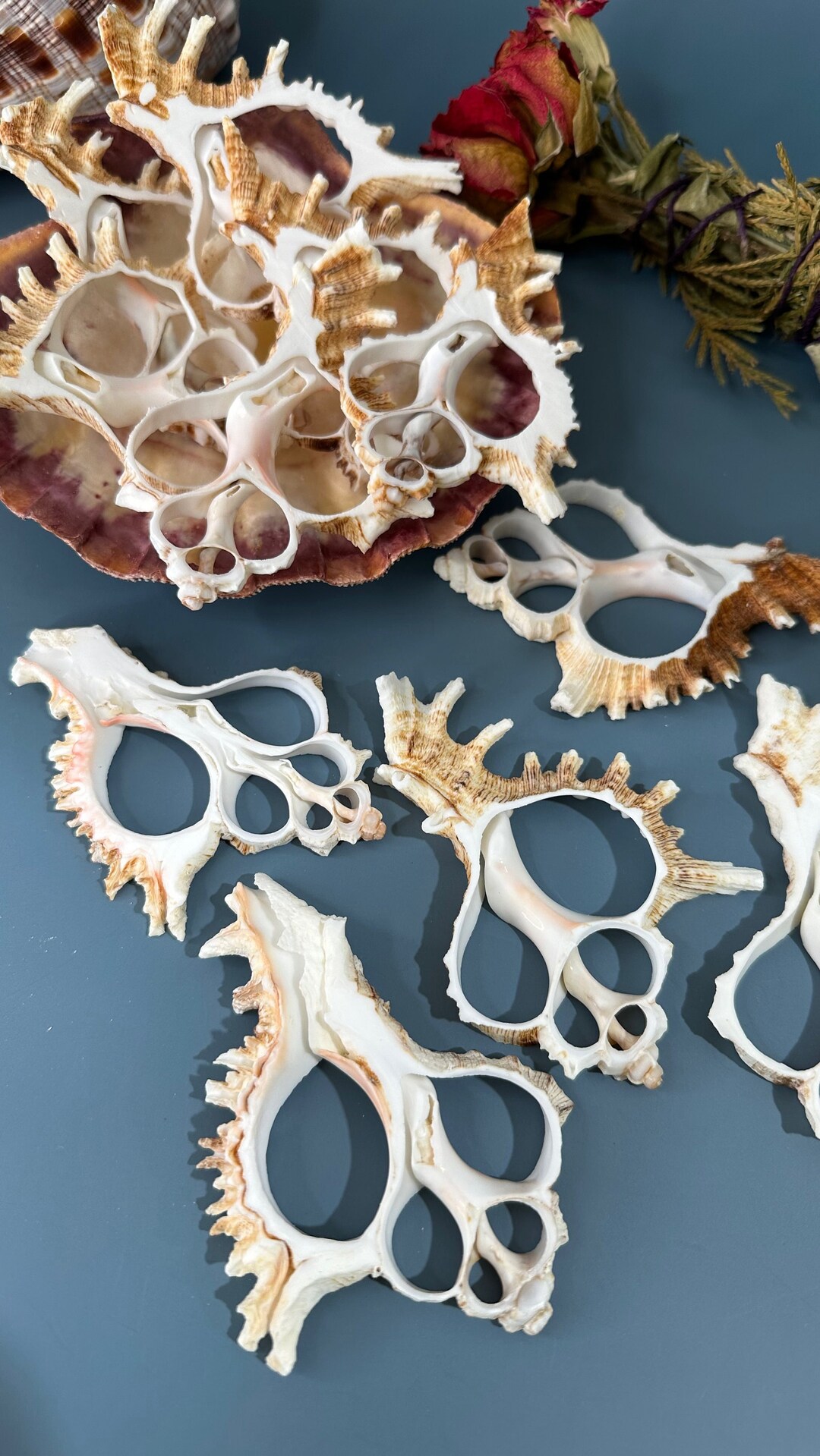 Murex Ramosus Shell Slices, 3 Pieces / Cut Murex Shells, Spiral Shells ...