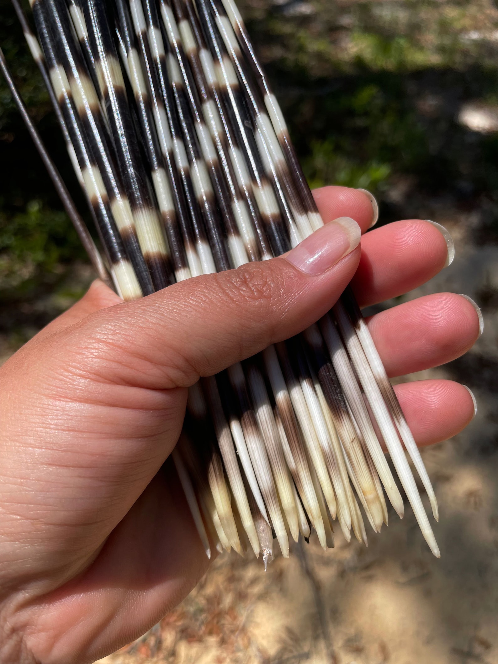 Authentic African Porcupine Quills Thin 9-12 Long 5 - Etsy Canada