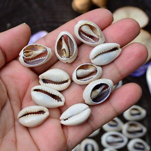 Cut Cowrie Shells: 10 Pcs Assorted Cut Money Cowrie Shells, African ...
