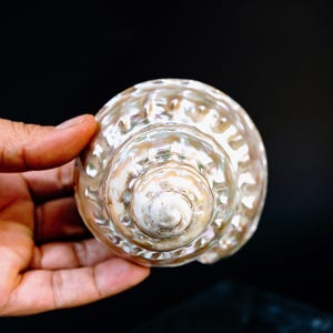 Astraea Turban Shells: Extra Large Whole Pearlized Wavy Top Aestrae ...