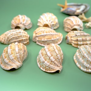 Harpa Articularis Shell: Major Harp Seashells, Harpa Davidus, 3 Inches ...