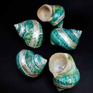 Turbo Marmoratus Shell – Extra Large Pearl Banded Green Turban Seashell ...
