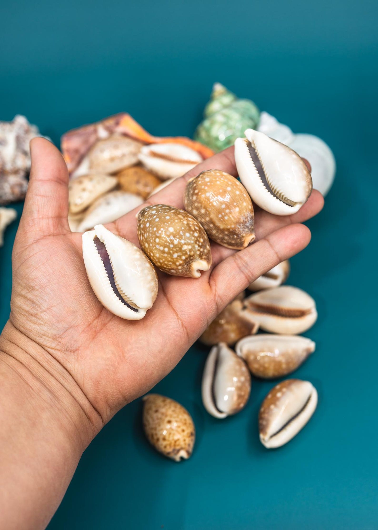 Deer Eye Cowrie Shell: Natural Macrocypraea Cervus, One Shell for ...