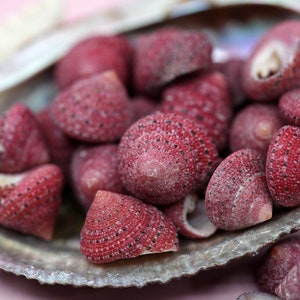 Strawberry Top Sea Shells, 5 Pieces / RARE Natural Seashells for Crafts ...